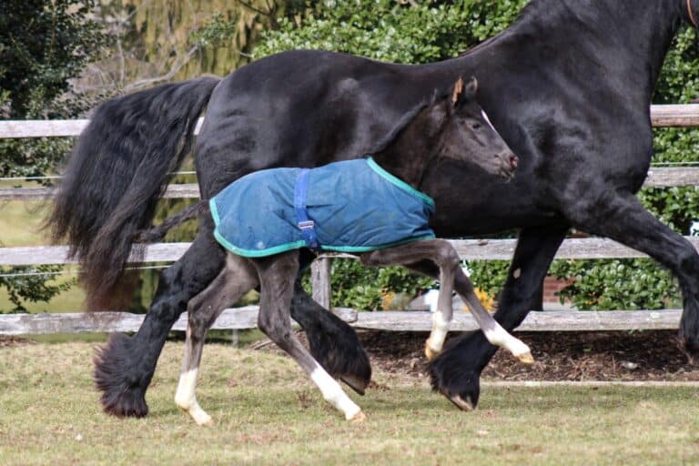 Warmblood and Friesian Stallions and Horses For Sale | Iron Spring Farm