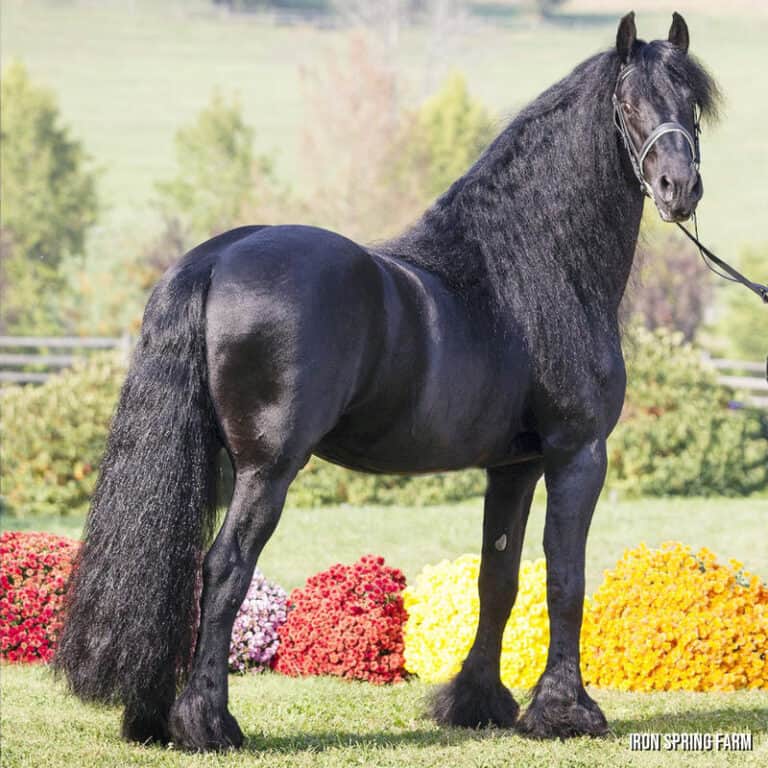 ISF Friesian Grooming Video Series Episode 2: Friesian Tail Care | Iron ...
