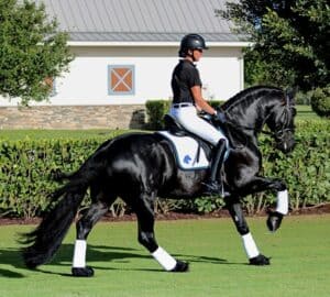 Warmblood and Friesian Stallions and Horses For Sale | Iron Spring Farm