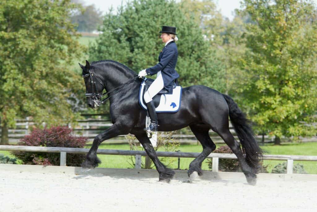 Friesian Stallions | Iron Spring Farm