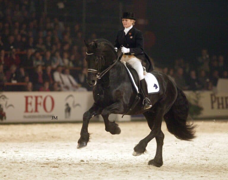 Friesian Stallions | Iron Spring Farm