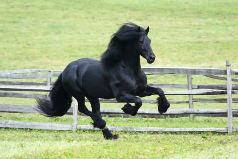 Friesian Stallions | Iron Spring Farm