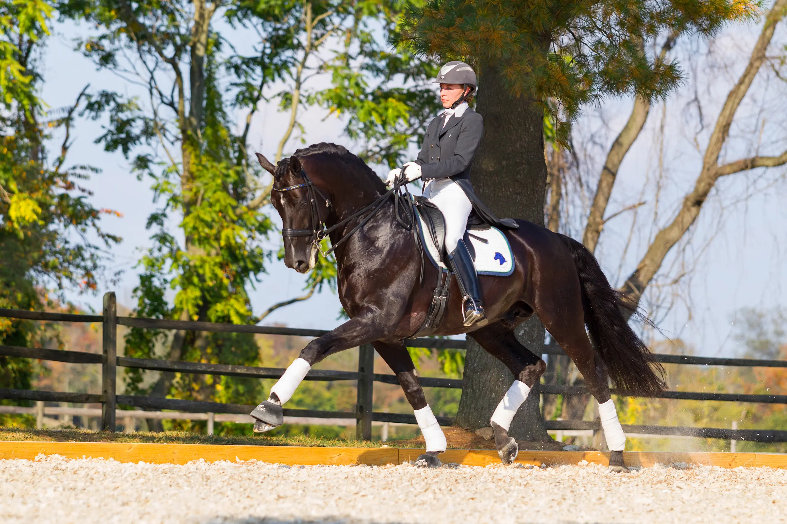 Uno Don Diego - Warmblood Breeding Stallions | Iron Spring Farm