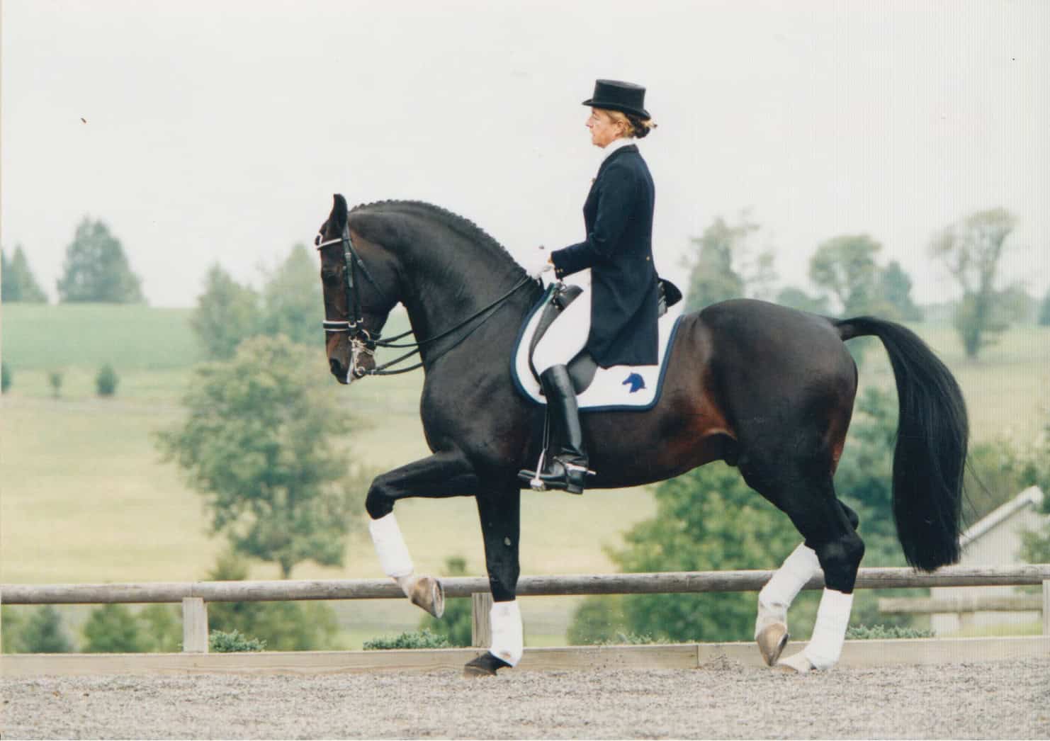 Contango, Preferent - Warmblood Breeding Stallions | Iron Spring Farm