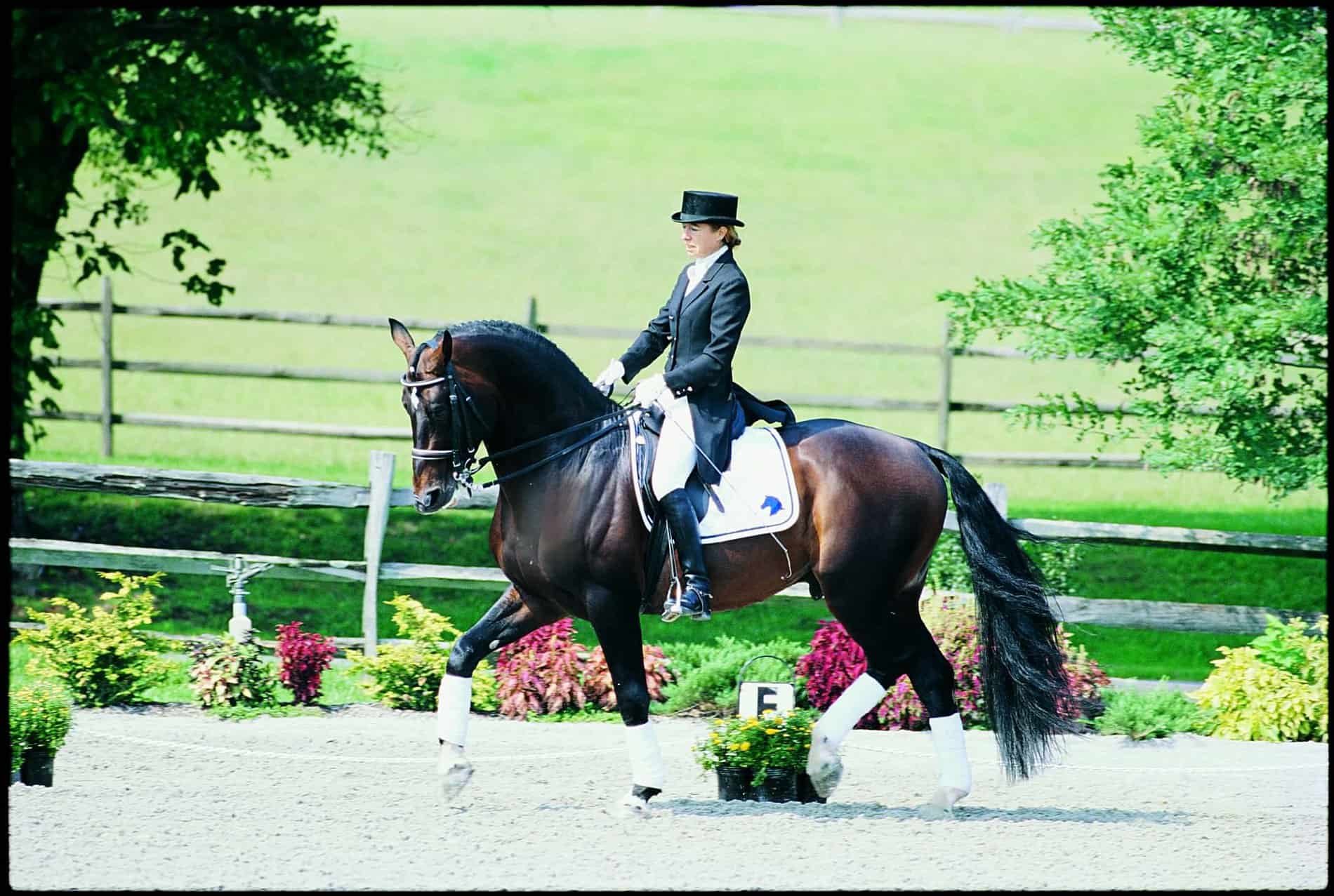 Rampal, Warmblood Stallion - Warmblood Breeding Stallions | Iron Spring ...