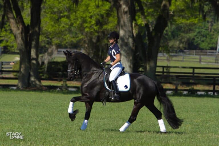 Friesian Mares | Iron Spring Farm