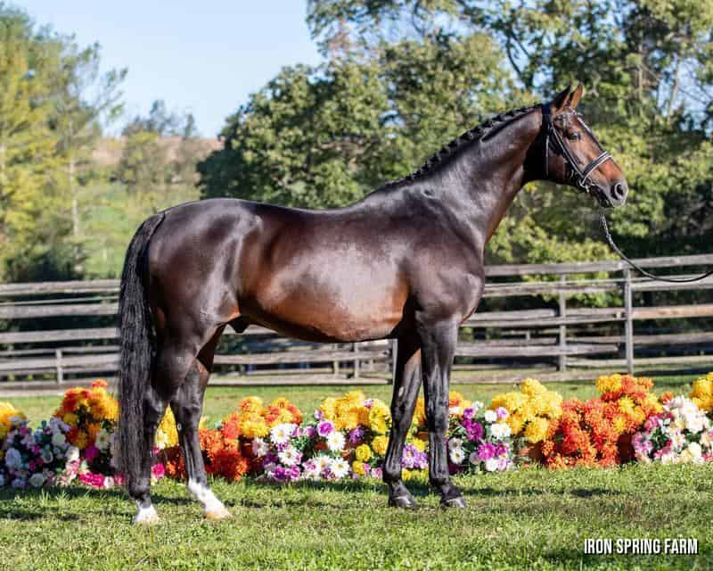 Florianus II, Crown Was One of a Kind | Iron Spring Farm