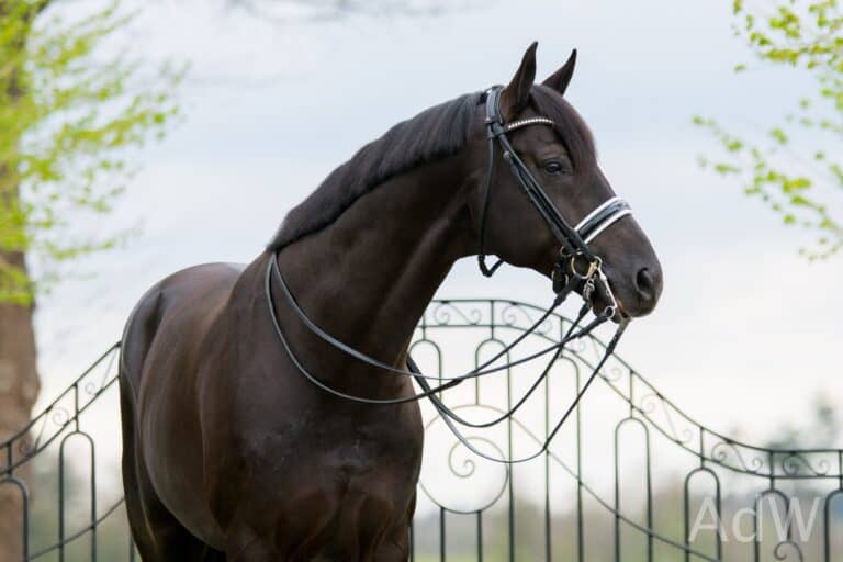 Stallions | Iron Spring Farm