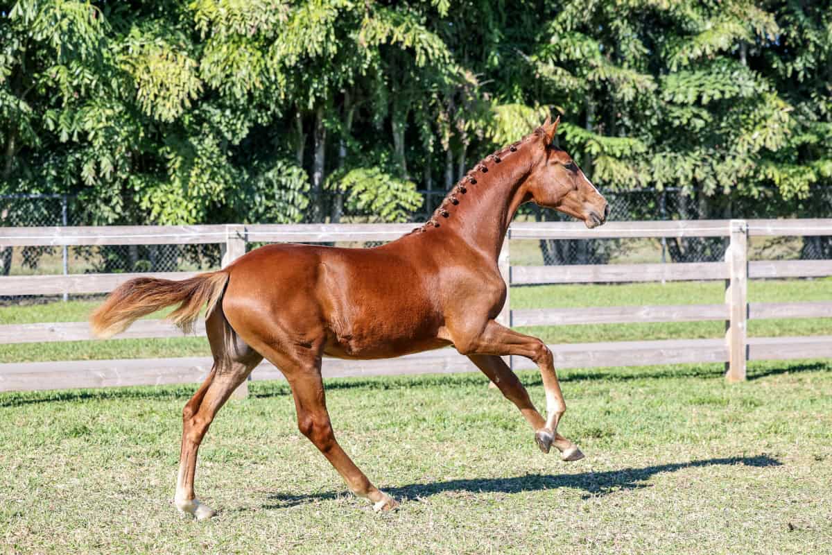 Unique - Developing Warmbloods | Iron Spring Farm