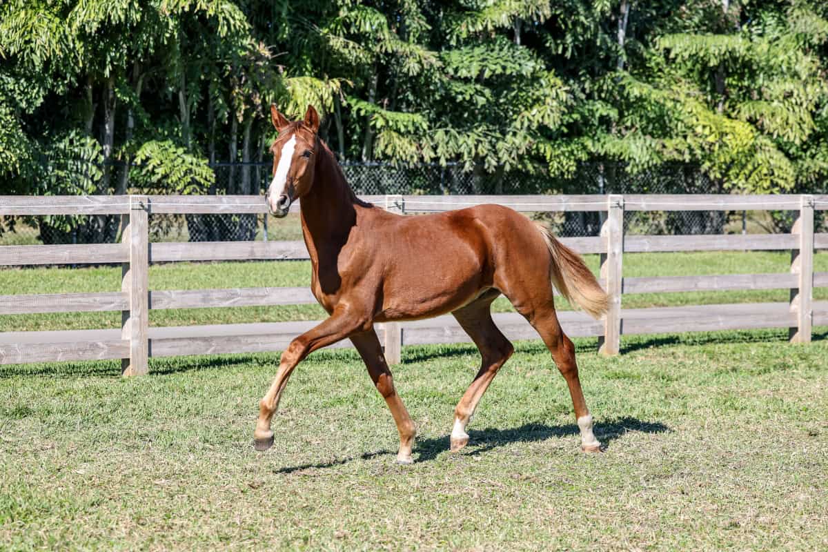 Unique - Developing Warmbloods | Iron Spring Farm