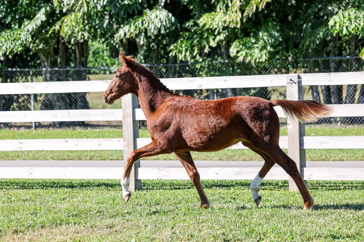 Uphorik - Developing Warmbloods | Iron Spring Farm