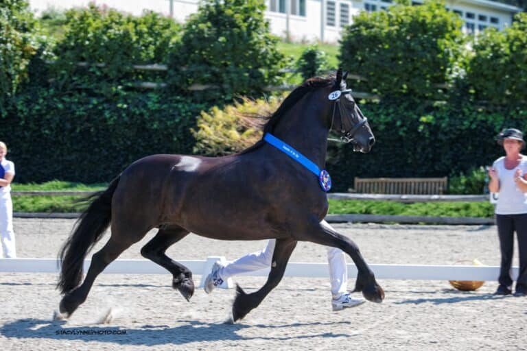 Friesian Mares | Iron Spring Farm