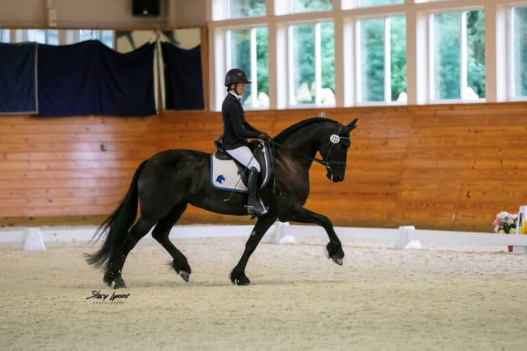 Friesian Mares | Iron Spring Farm