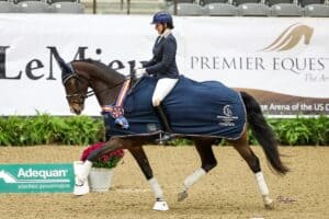 Warmblood and Friesian Stallions and Horses For Sale | Iron Spring Farm