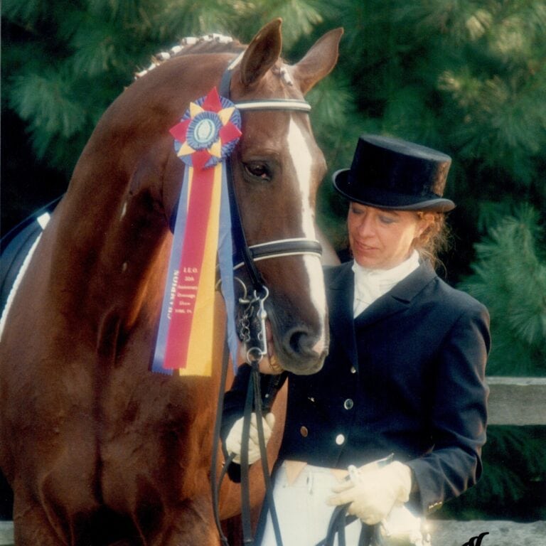 Warmblood and Friesian Stallions and Horses For Sale | Iron Spring Farm